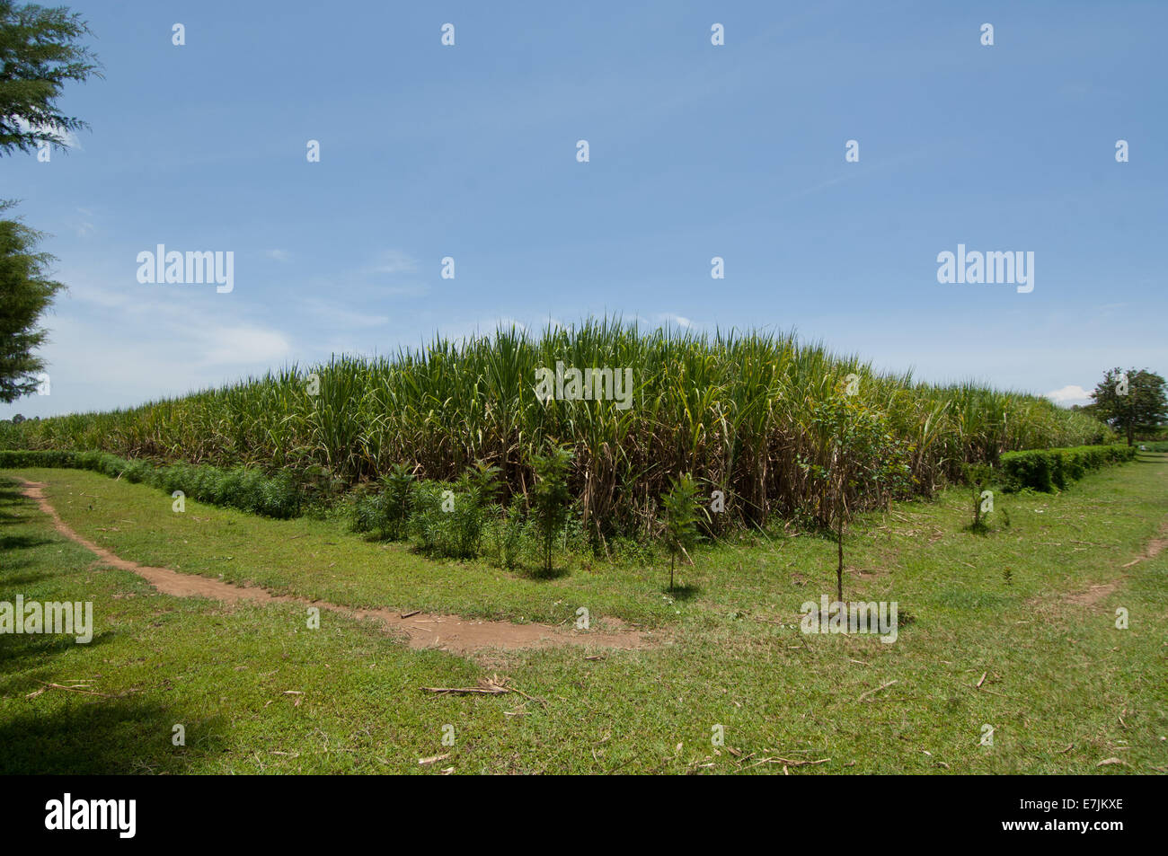 Fish-eye view of sugar cane field, in Kenya, Africa Stock Photo - Alamy