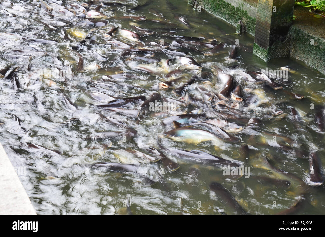 Catfish temple hi-res stock photography and images - Alamy