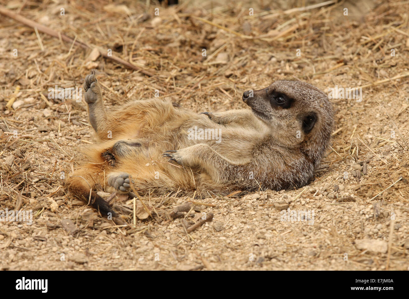 Young Meerkat playing Stock Photo - Alamy