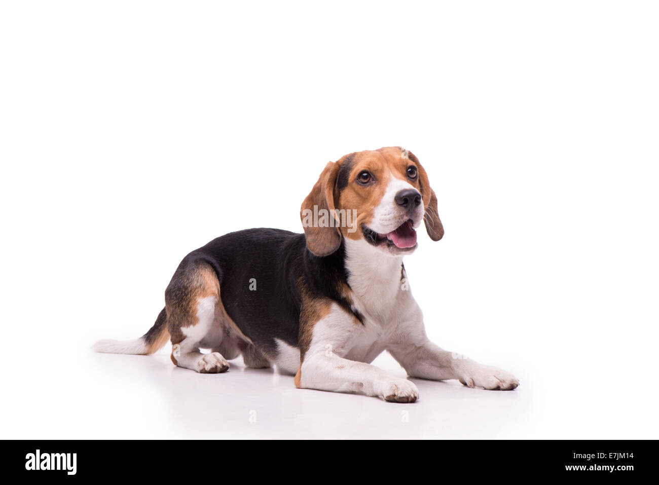 Beagle puppy tongue hi-res stock photography and images - Alamy