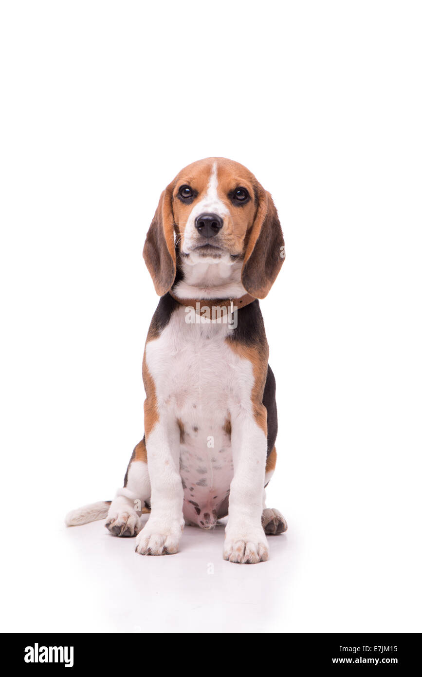 Beagle sitting white background Cut Out Stock Images & Pictures - Alamy