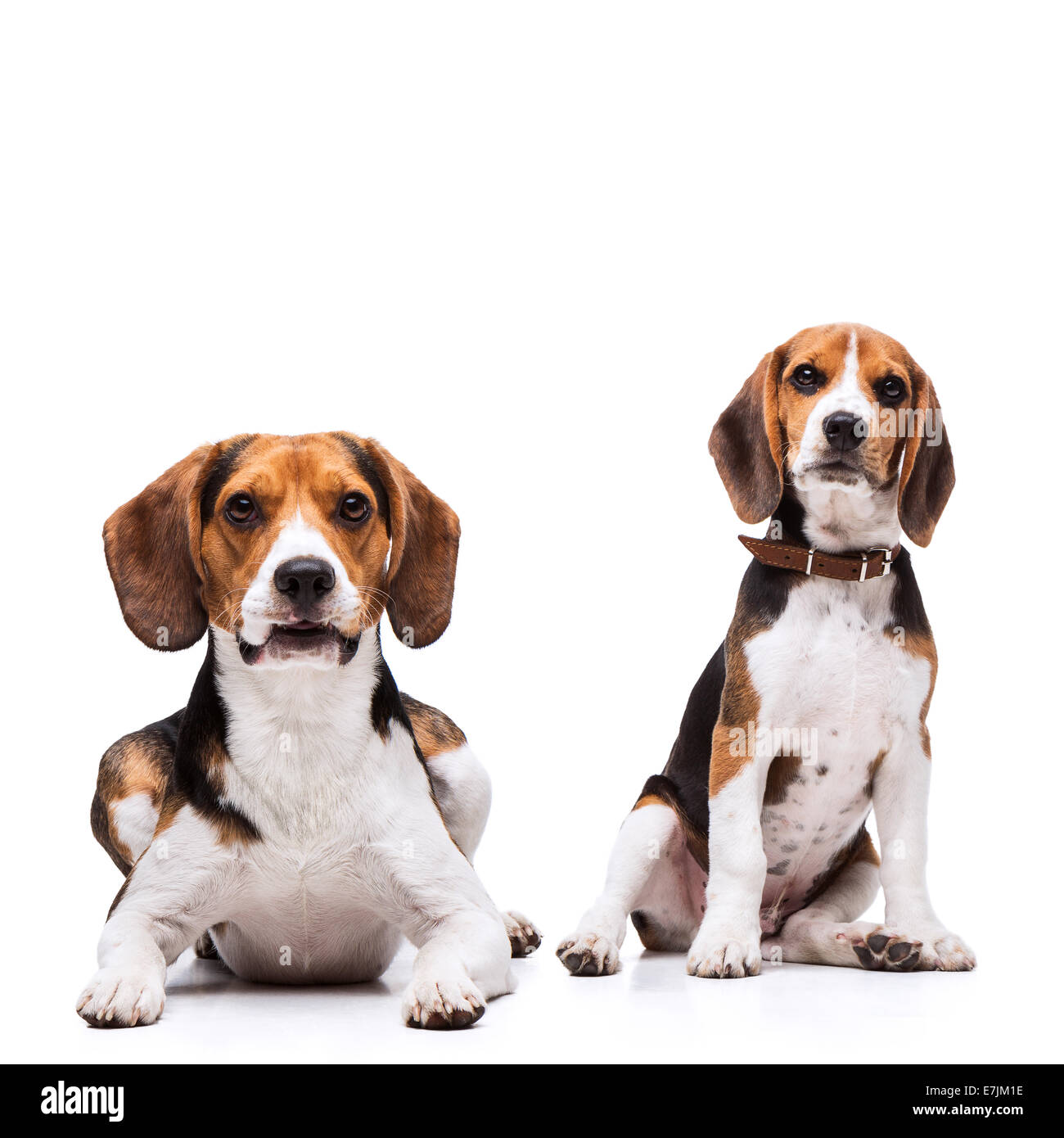 Two beautiful Beagles sitting Stock Photo - Alamy