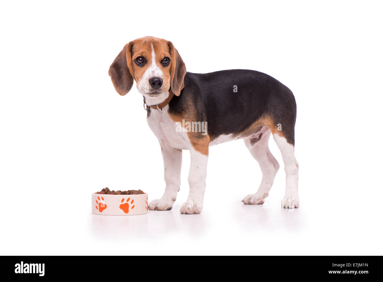 Little Beagle standing on white background Stock Photo - Alamy