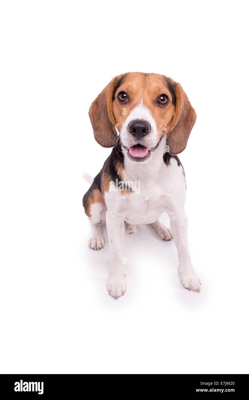 Beagle sitting white background Cut Out Stock Images & Pictures - Alamy