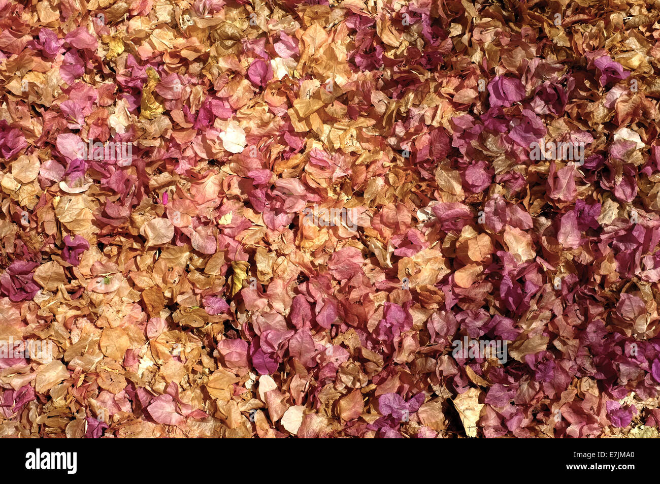 Sun dried fallen flowers Stock Photo - Alamy