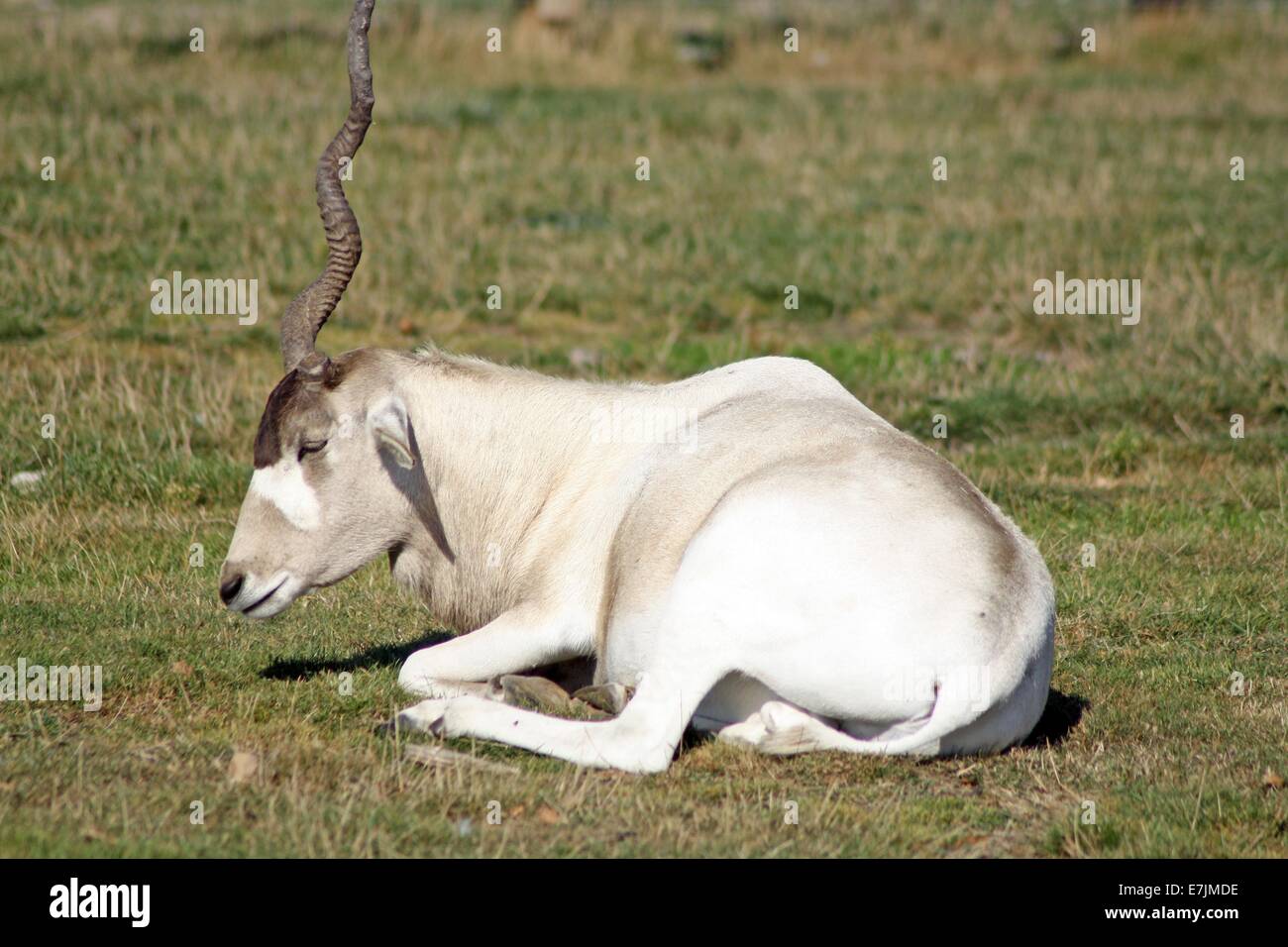 Addax goat hi-res stock photography and images - Alamy