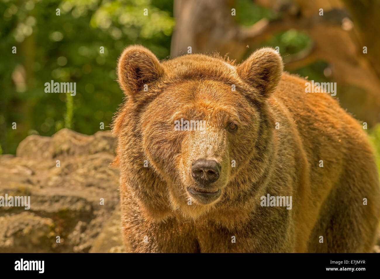 Close up wild bear looking at camera hi-res stock photography and ...