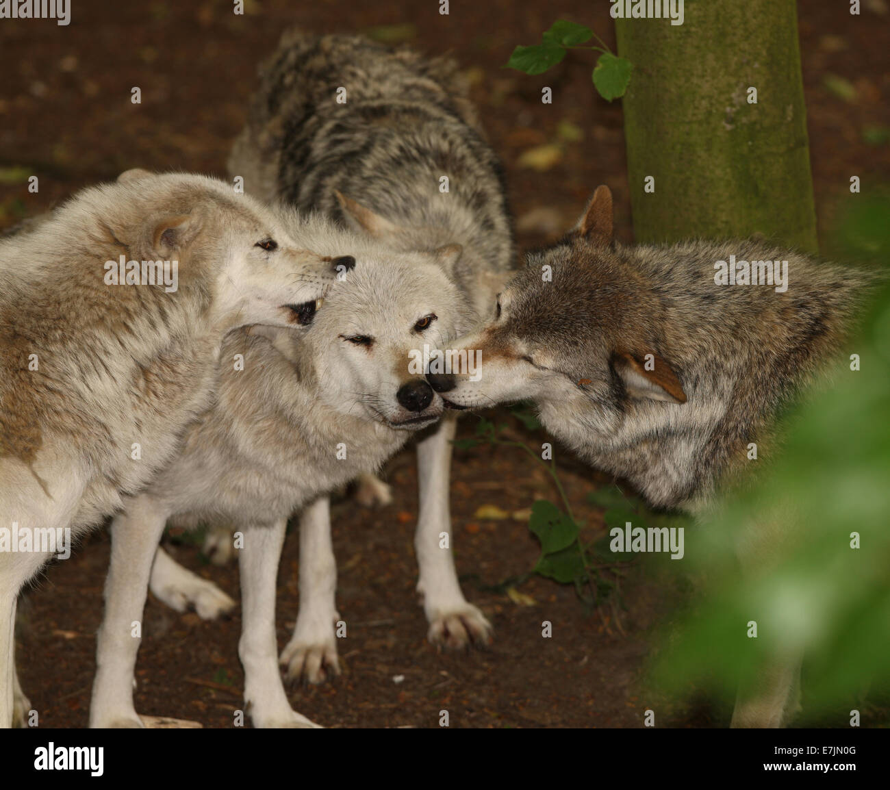 A pack of Grey Wolves Stock Photo - Alamy