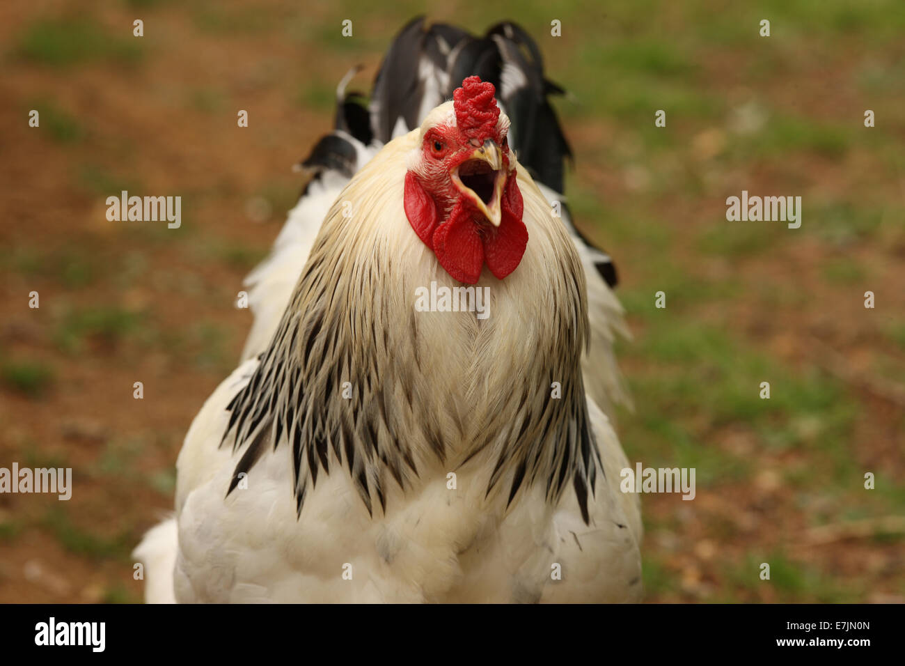 Bantam Chicken High Resolution Stock Photography and Images - Alamy