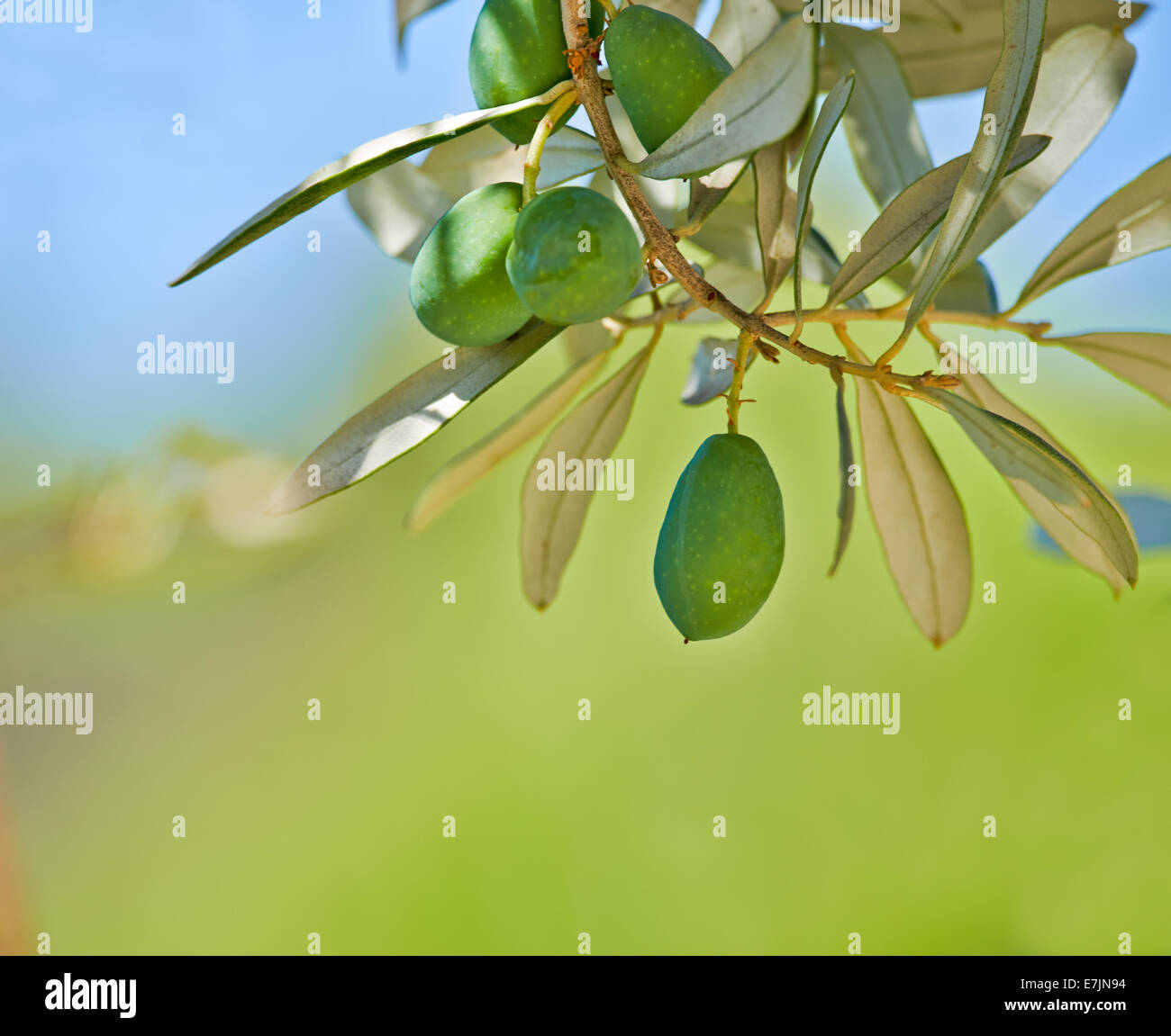 Mallorca plant detail hi-res stock photography and images - Alamy
