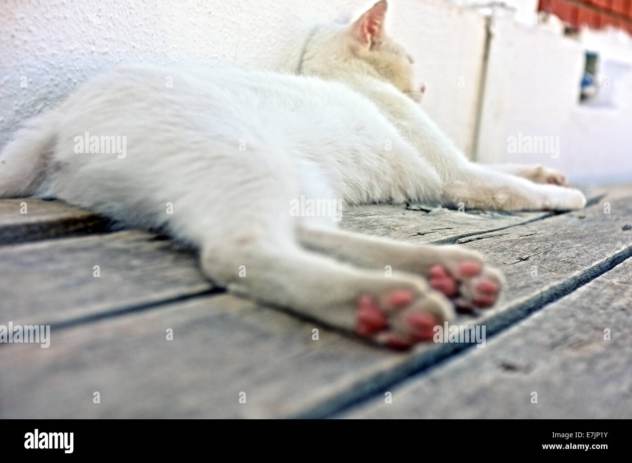 White cat laying down Stock Photo - Alamy