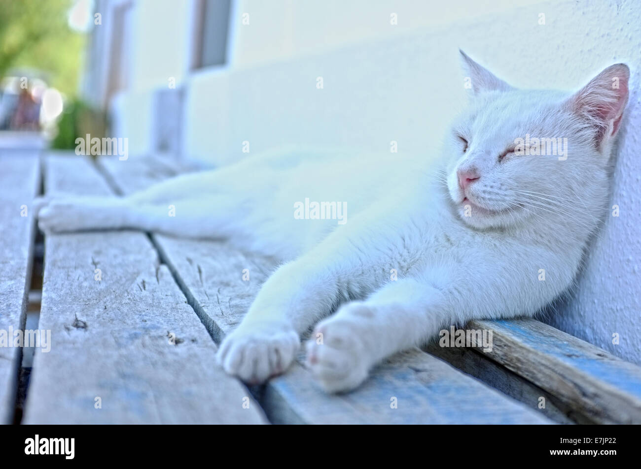 White cat sleeping Stock Photo - Alamy