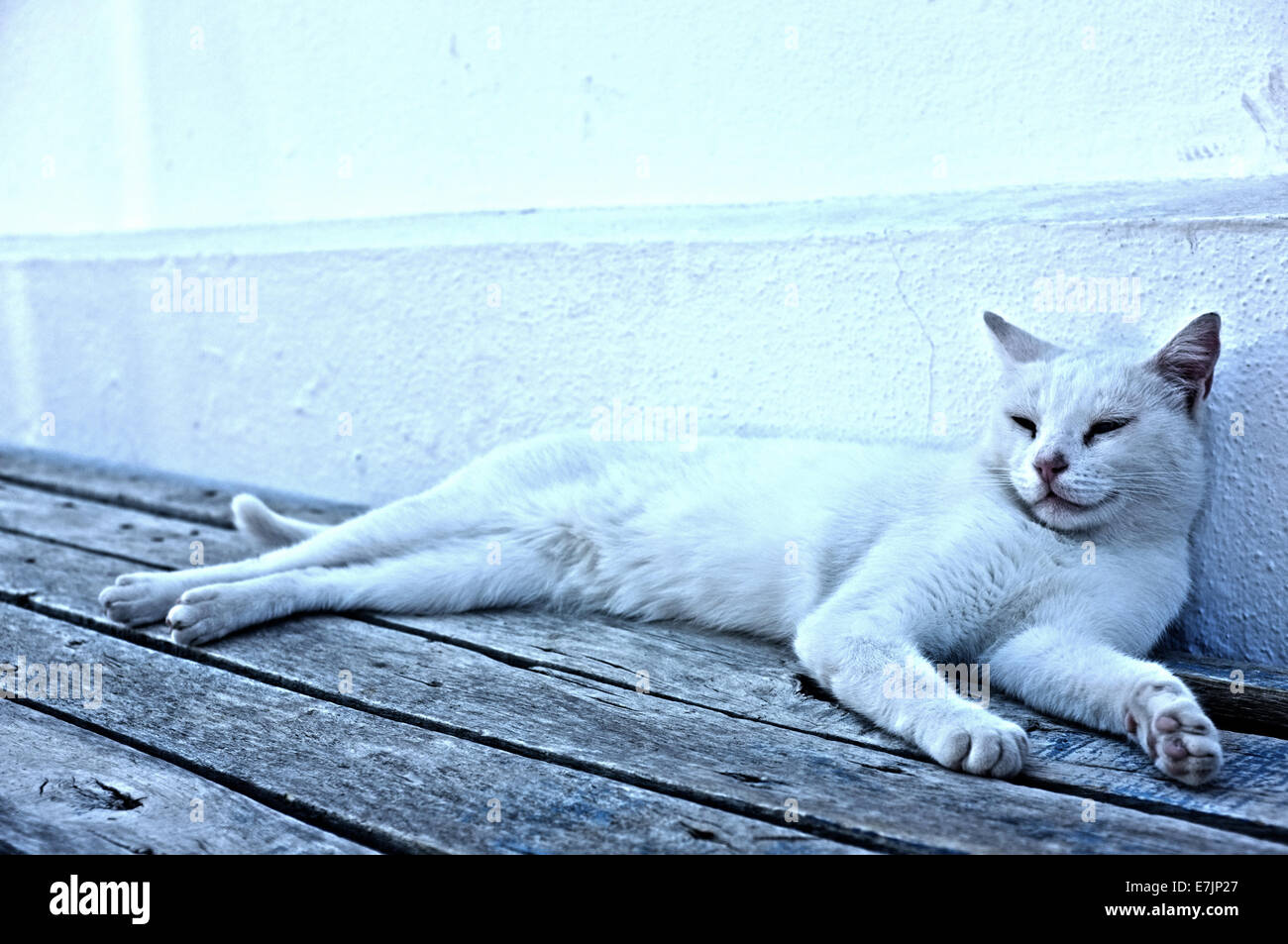White cat laying down Stock Photo - Alamy