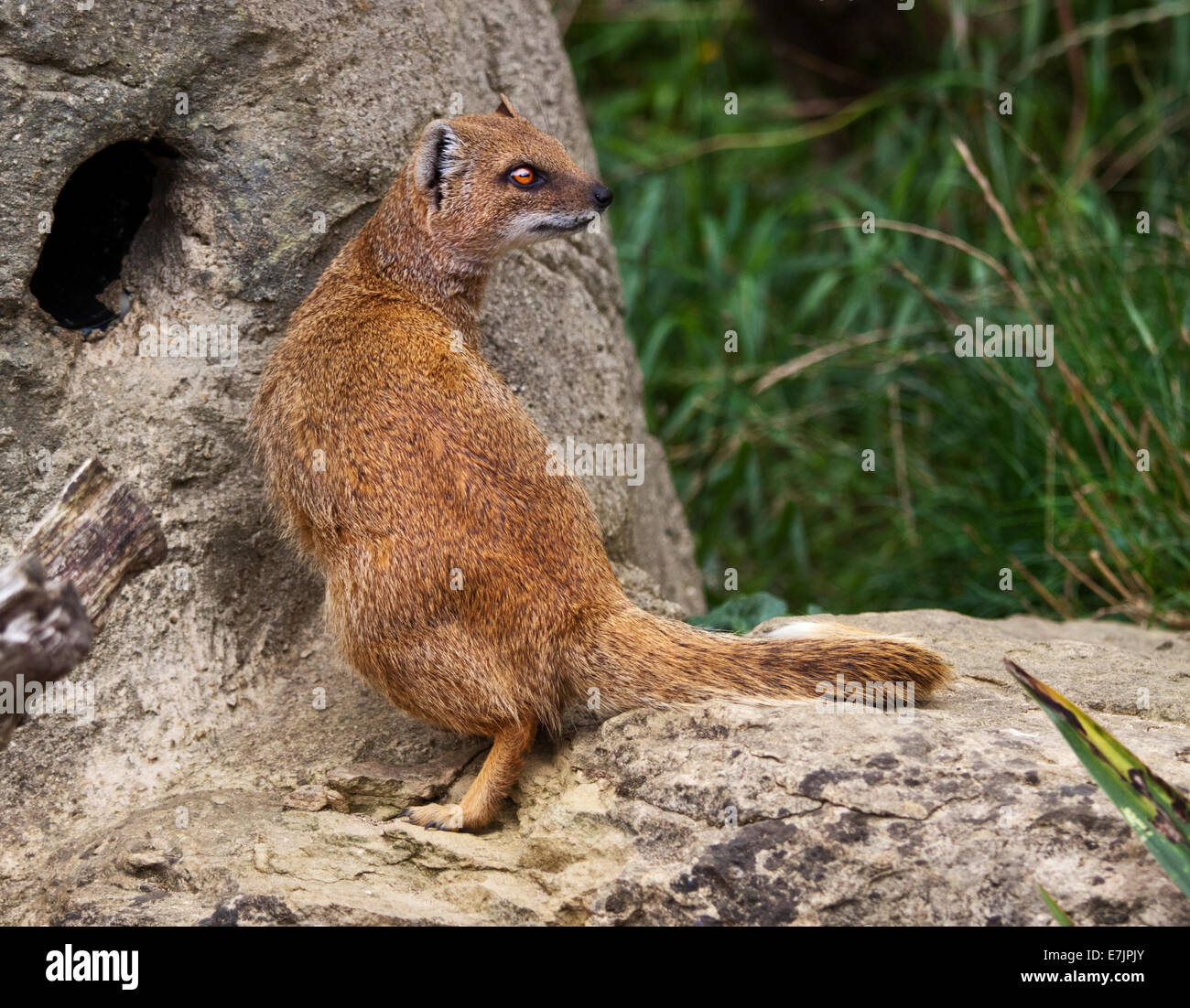 Yellow Mongoose (cynictus penicillata Stock Photo - Alamy