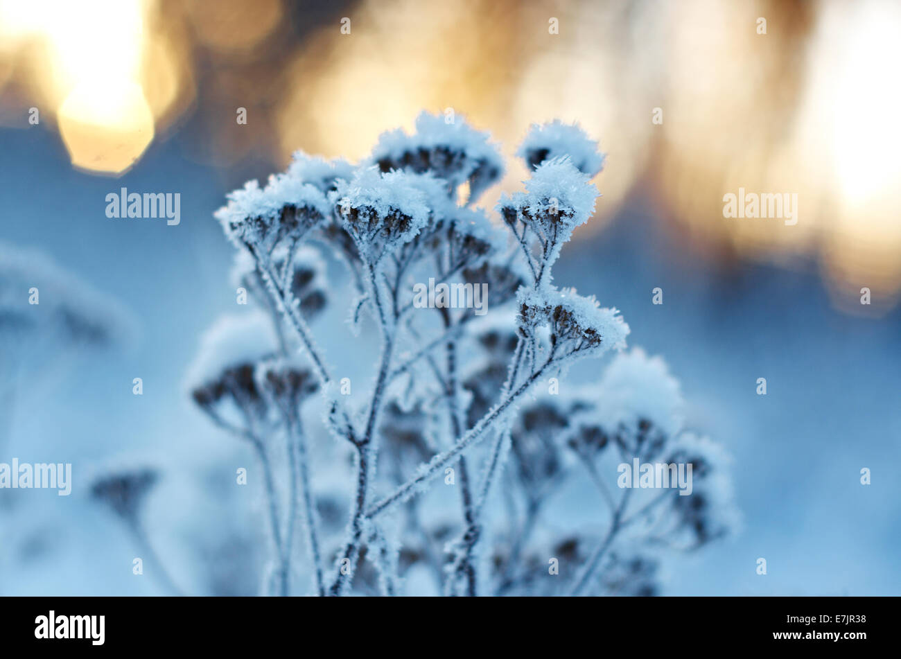 Winter landscape.Winter scene .Frozenned flower Stock Photo - Alamy