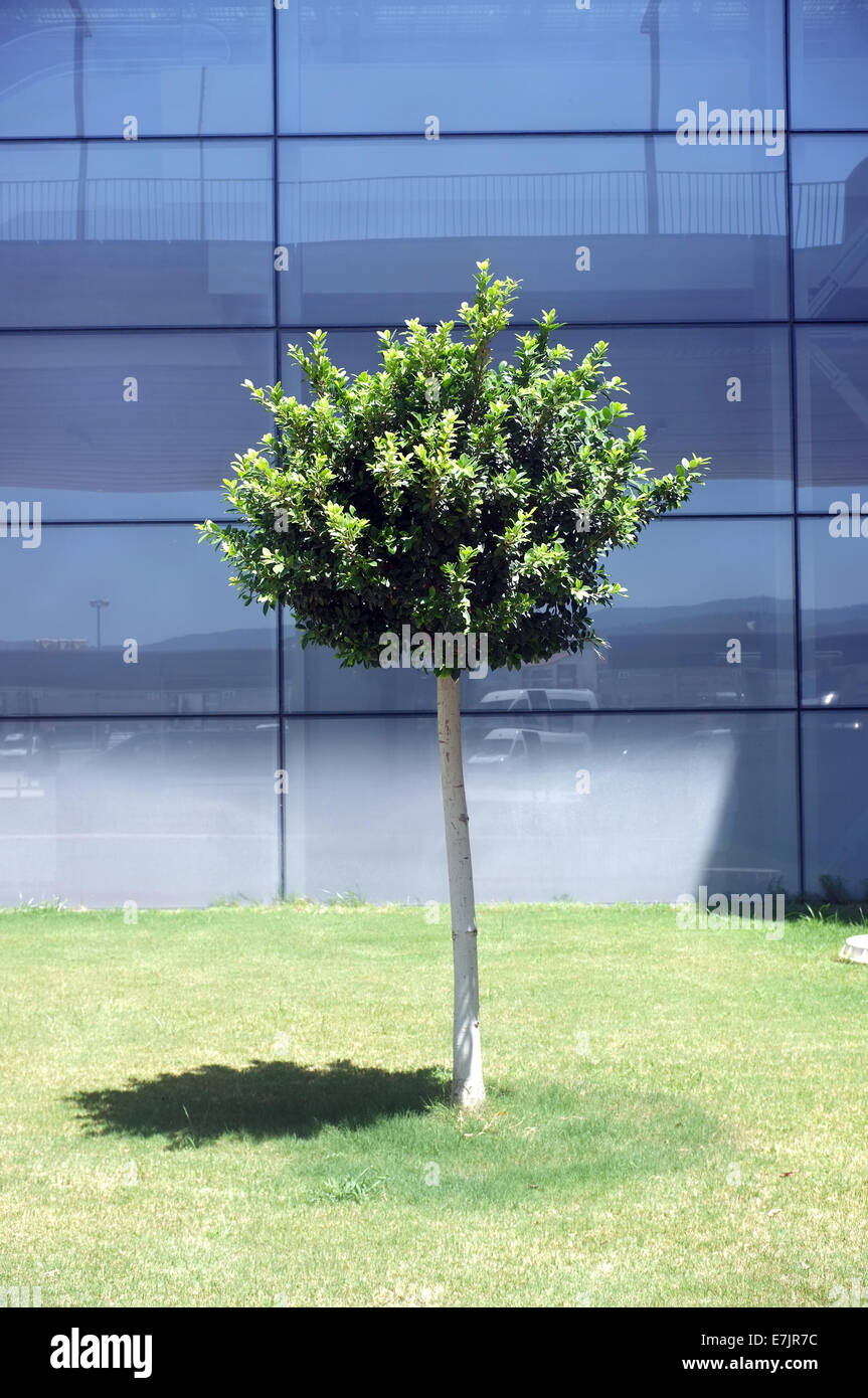 Planted tree in front of a glass building Stock Photo - Alamy