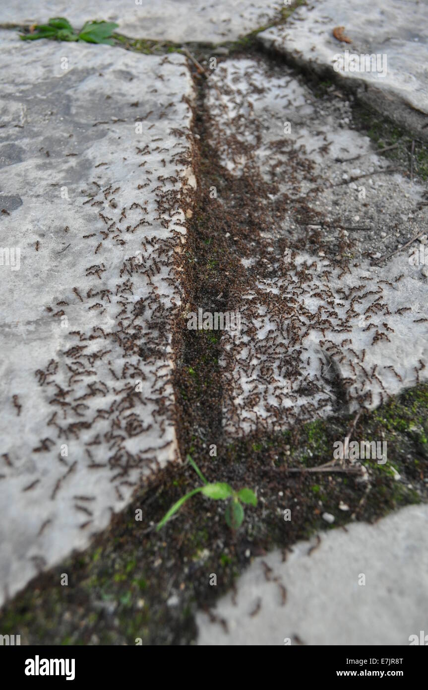 Ants on stone path Stock Photo - Alamy