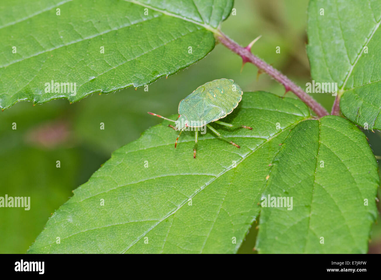 Green Shield Bug Stock Photo - Alamy