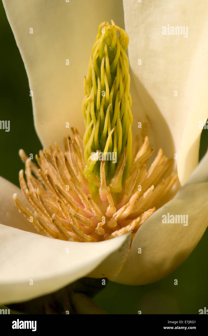 Close up of Magnolia 'Yellow Fever'. Sir Harold Hillier Gardens Stock ...