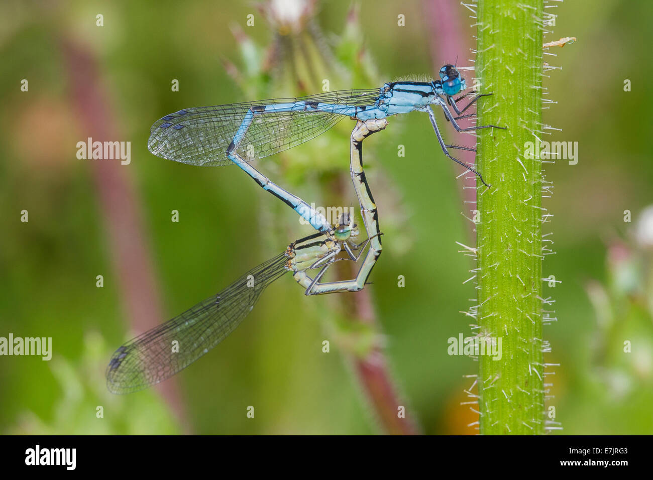 Common Blue Damselflies mating Stock Photo - Alamy