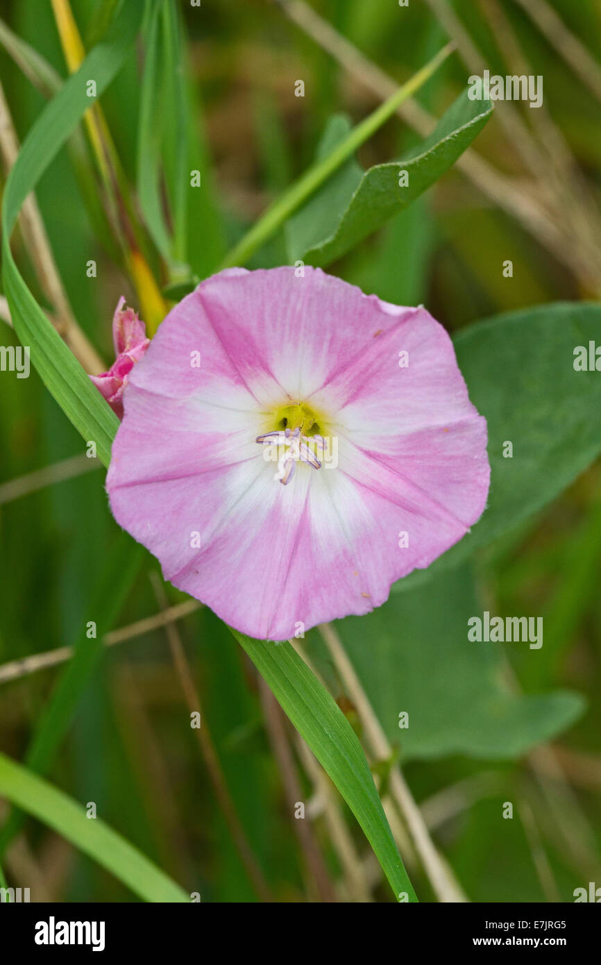 Field bindweed hi-res stock photography and images - Alamy