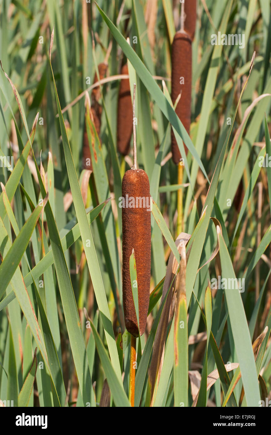 Moses bulrushes hi-res stock photography and images - Alamy