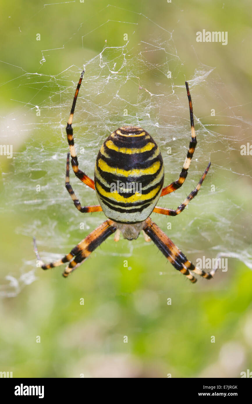 Female Wasp Spider at a nature reserve Stock Photo - Alamy