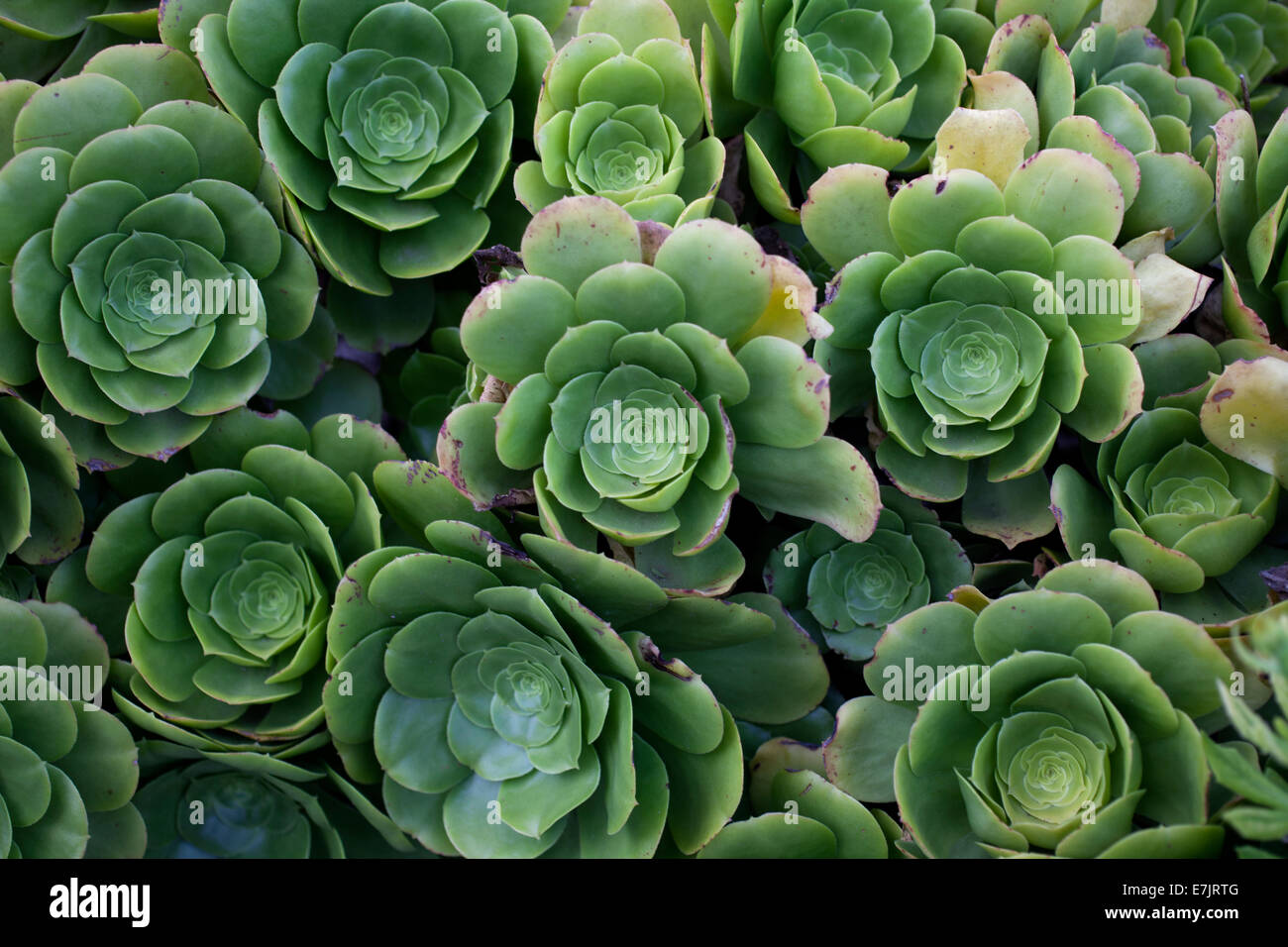 Green cactus in Peña de Bernal, Queretaro, Mexico Stock Photo - Alamy