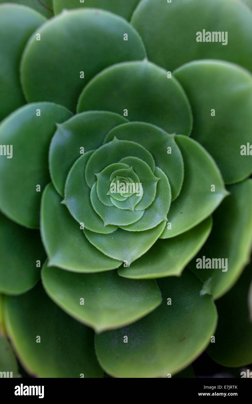 Green cactus in Peña de Bernal, Queretaro, Mexico Stock Photo - Alamy