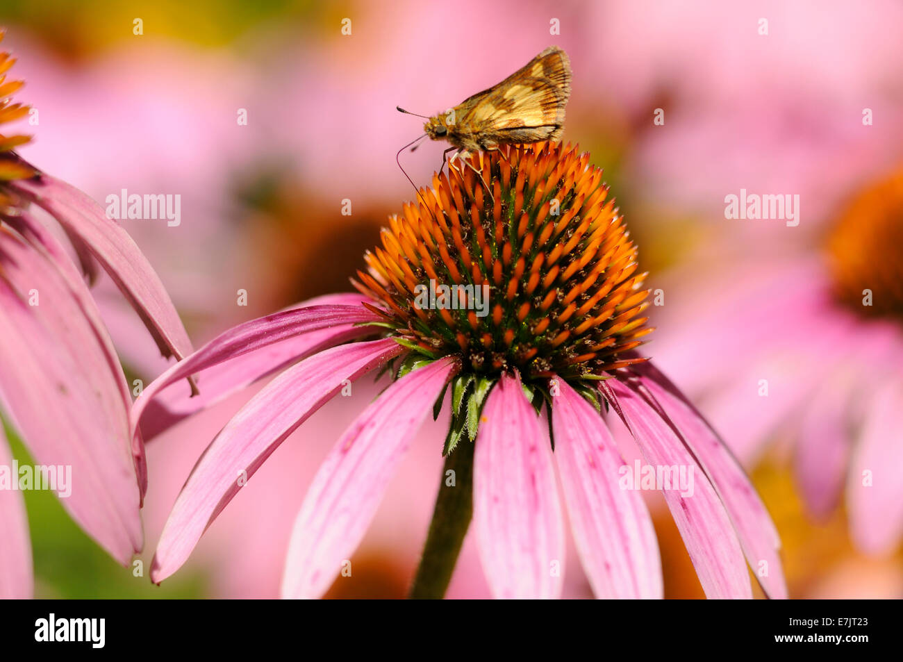 Small butterfly on cone flower Stock Photo - Alamy