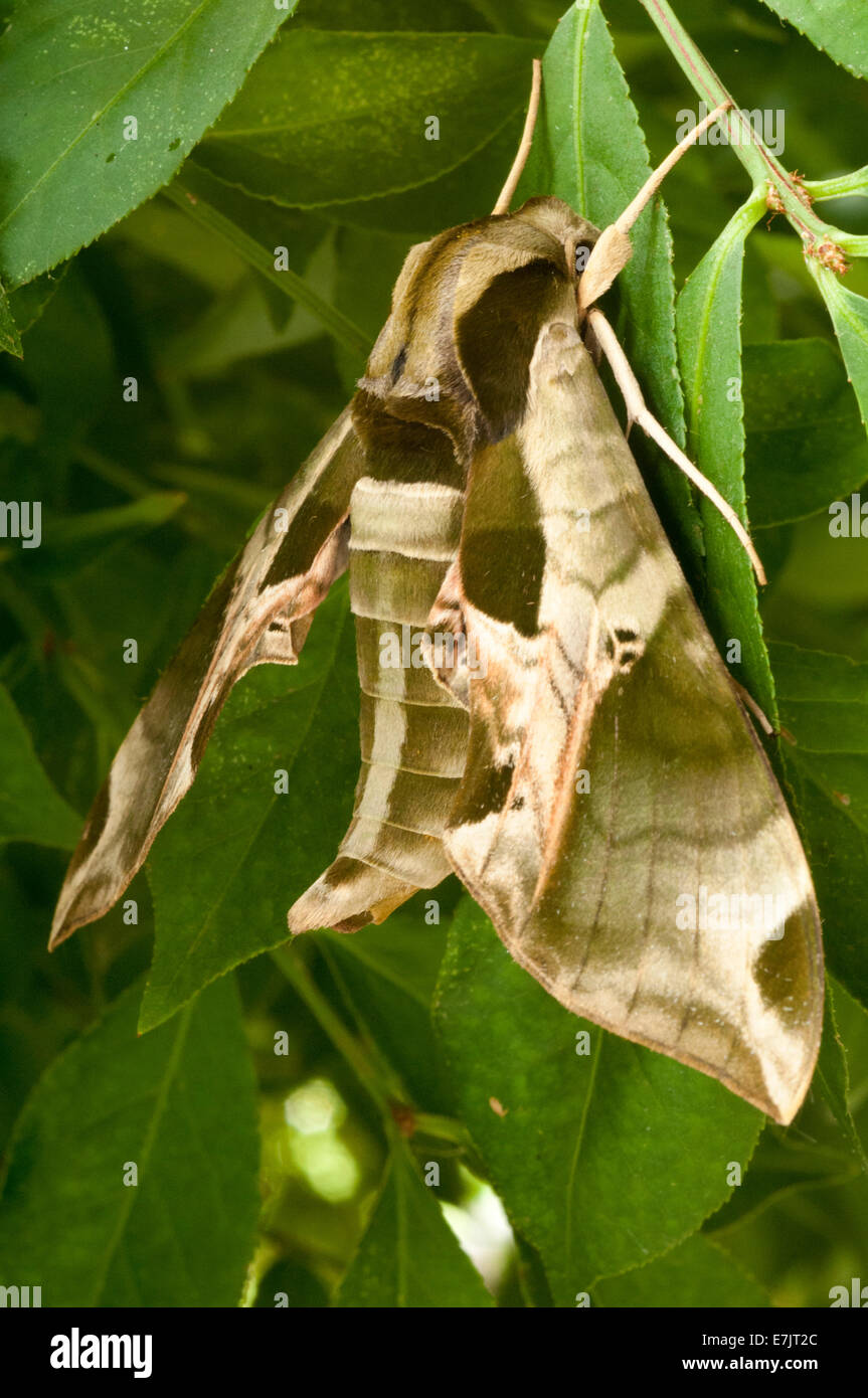 Pandora moth hi-res stock photography and images - Alamy