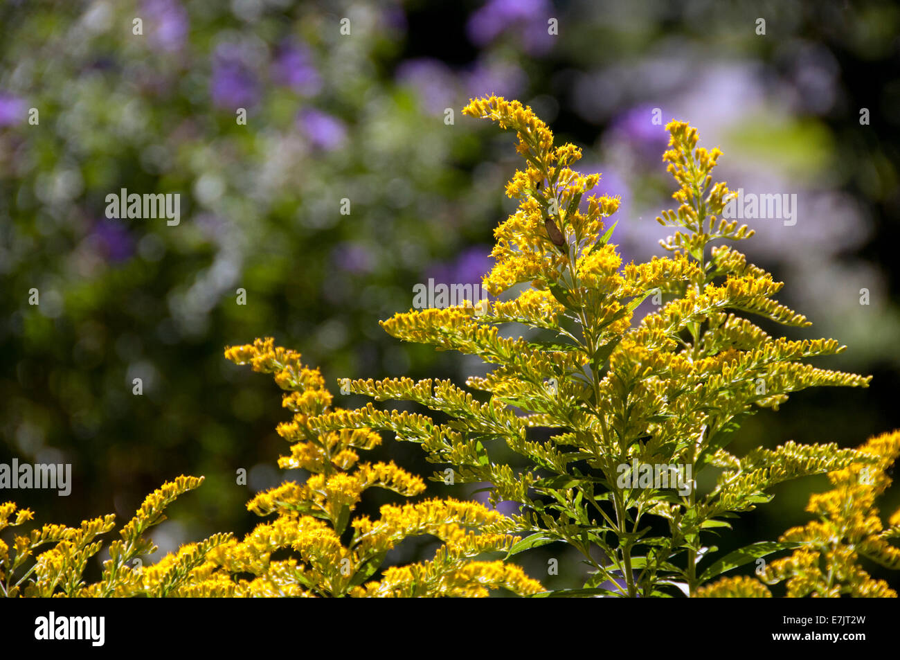 Goldenrod blooms hi-res stock photography and images - Alamy
