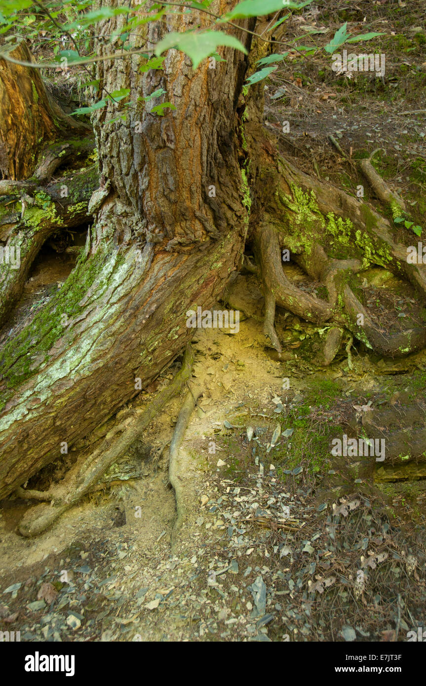 Twisted roots hi-res stock photography and images - Alamy