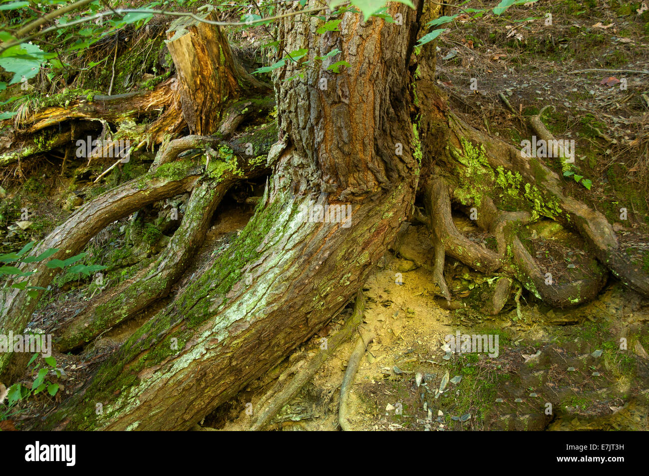 Roots horizontal root system hi-res stock photography and images - Alamy