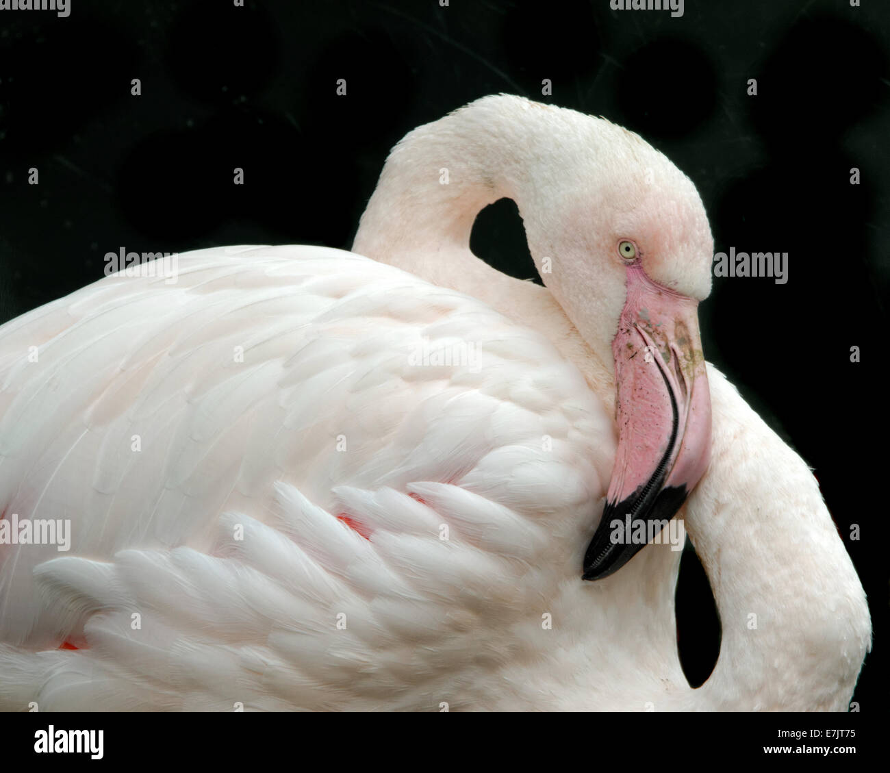 Greater Flamingo (Phoenicopterus roseus) is the most widespread species ...