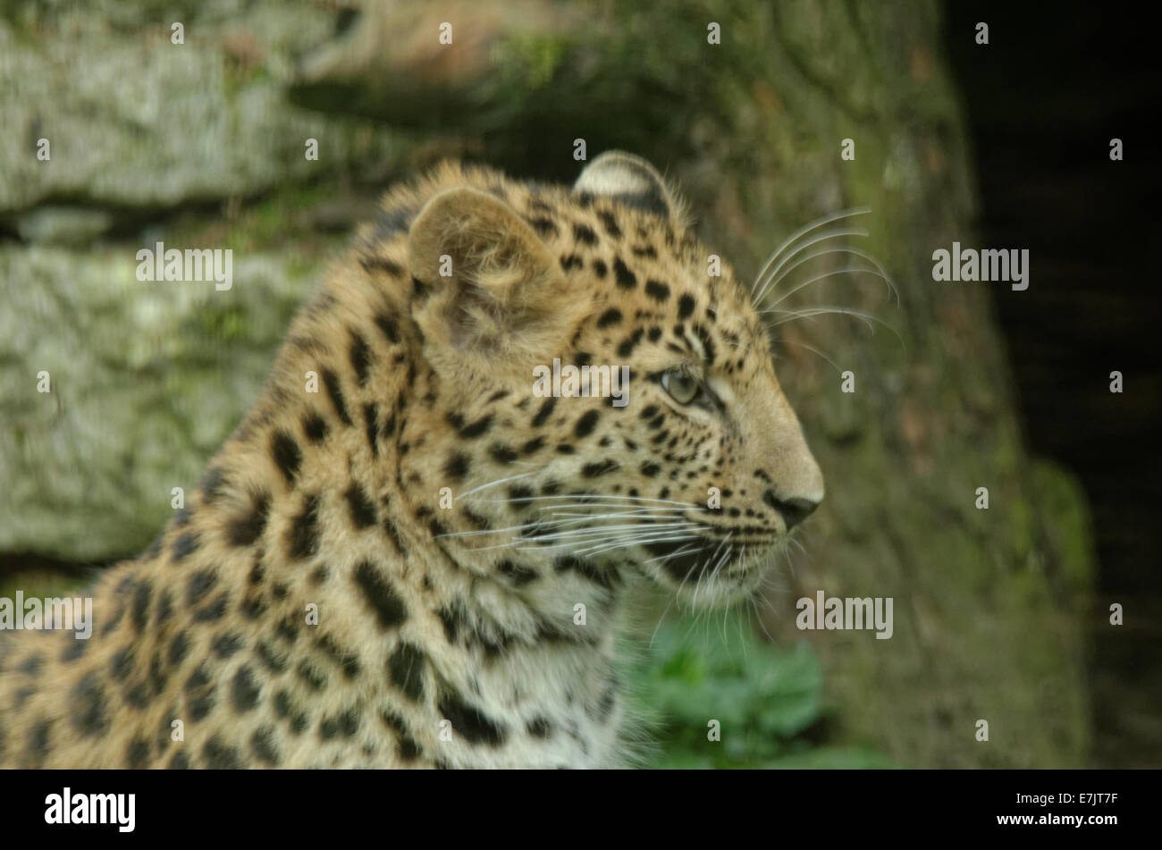 Juvenile (5.5-months-old) Amur leopard Stock Photo - Alamy