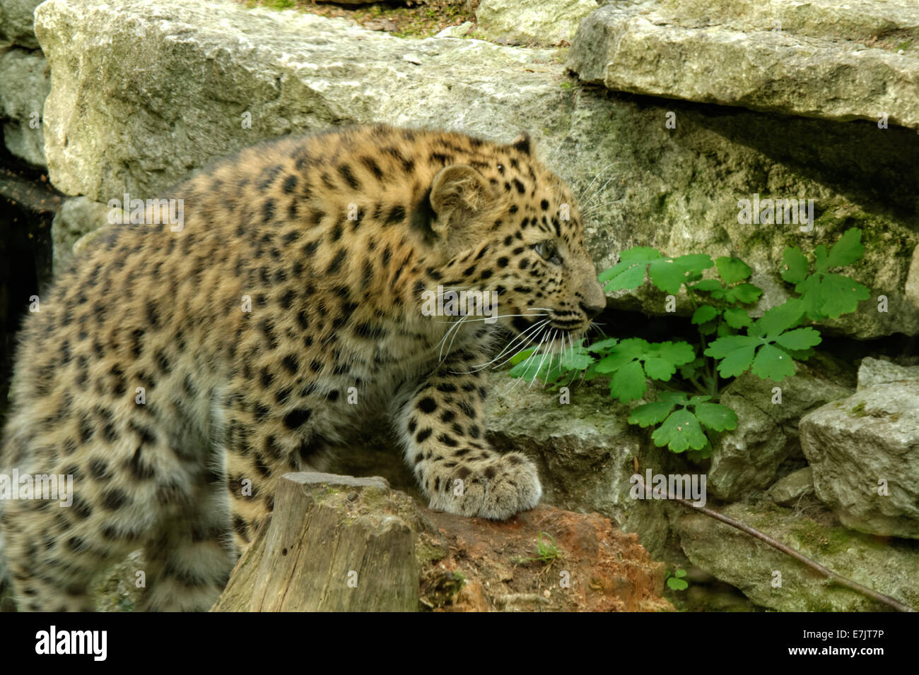 Juvenile (5.5-months-old) Amur leopard Stock Photo - Alamy