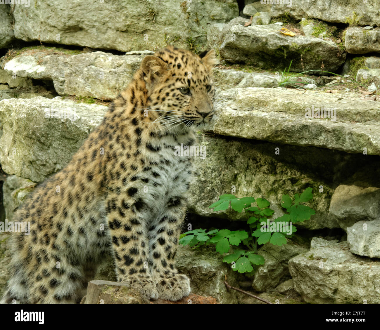 Juvenile (5.5-months-old) Amur leopard Stock Photo - Alamy