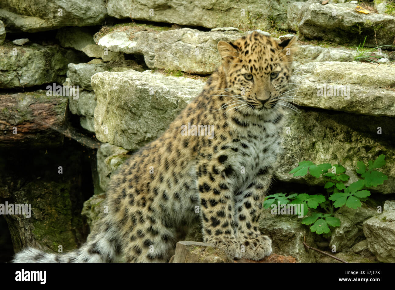 Amur leopard wildlife hi-res stock photography and images - Alamy