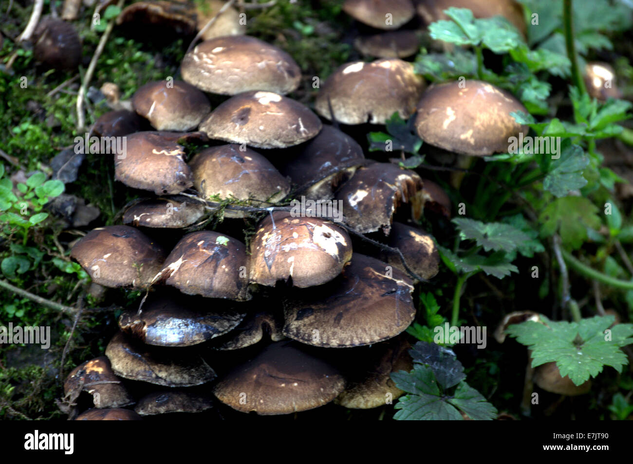 Fungi Growing On Log Stock Photo - Alamy