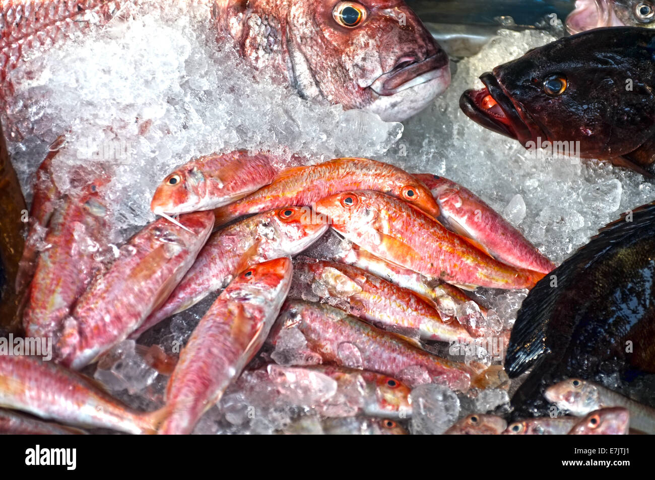 Group of fish on display Stock Photo - Alamy