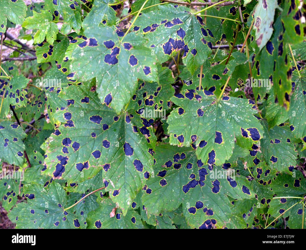 Fungal Disease Stock Photos & Fungal Disease Stock Images - Alamy