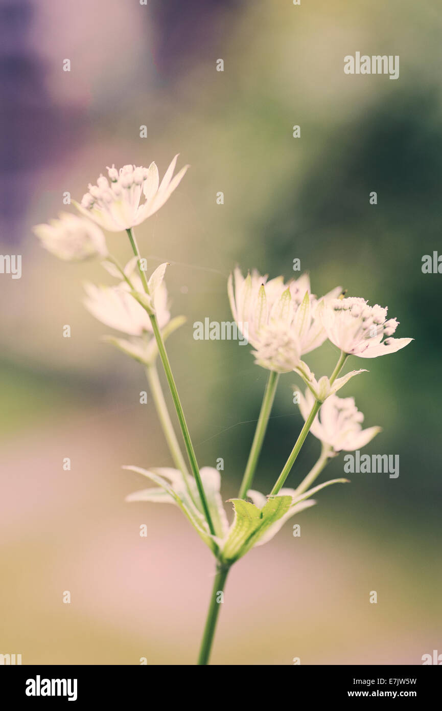 White flower stalk hi-res stock photography and images - Alamy
