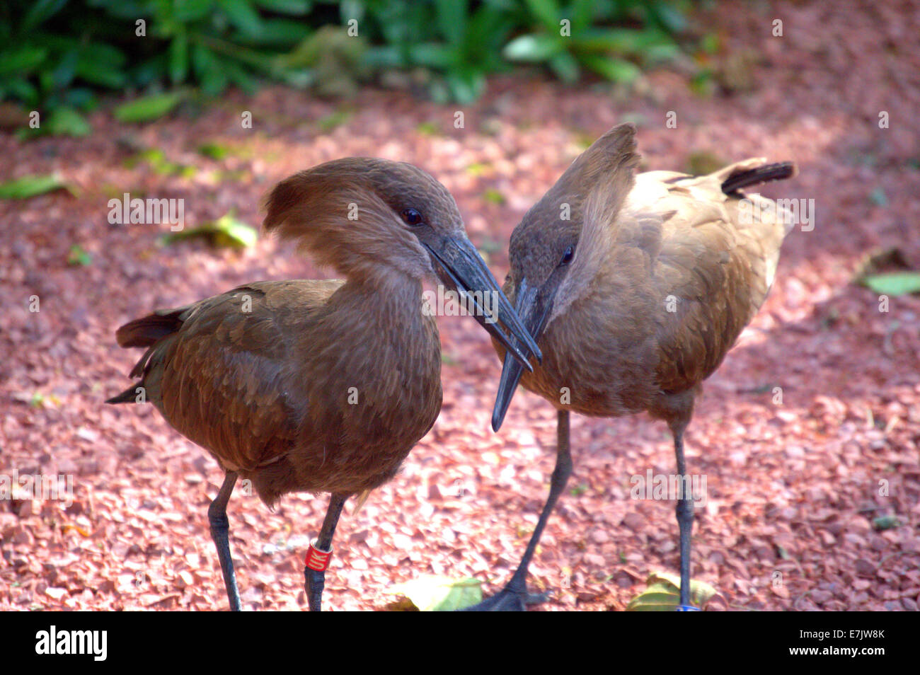 Two Hammerkops Feeding Stock Photo - Alamy