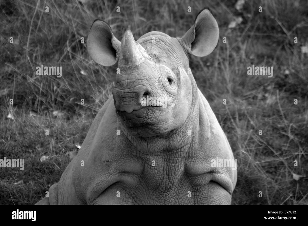 Young Rhino Headshot Stock Photo - Alamy