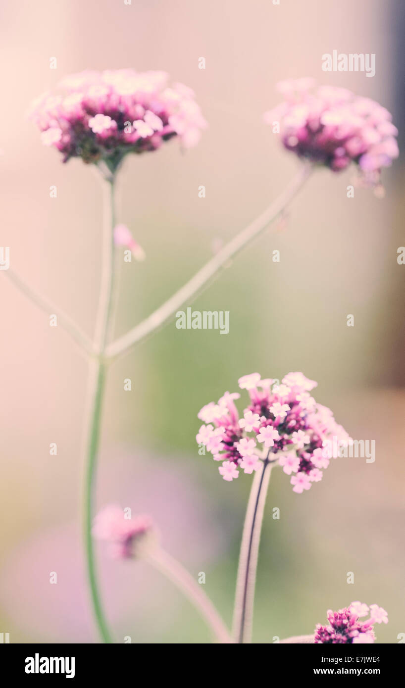 Pink weed hi-res stock photography and images - Alamy