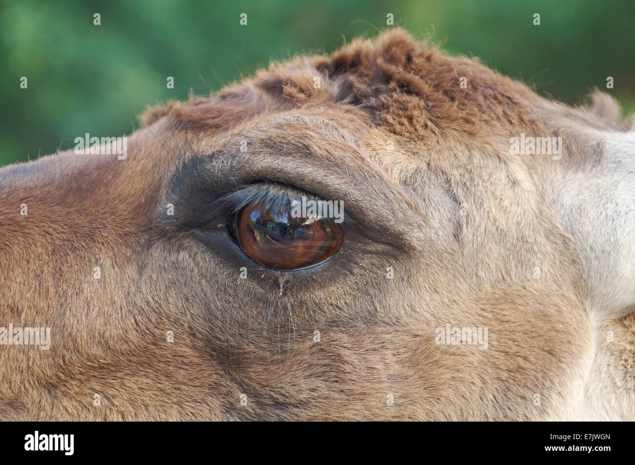 Portrait of a Lama. close up Stock Photo - Alamy
