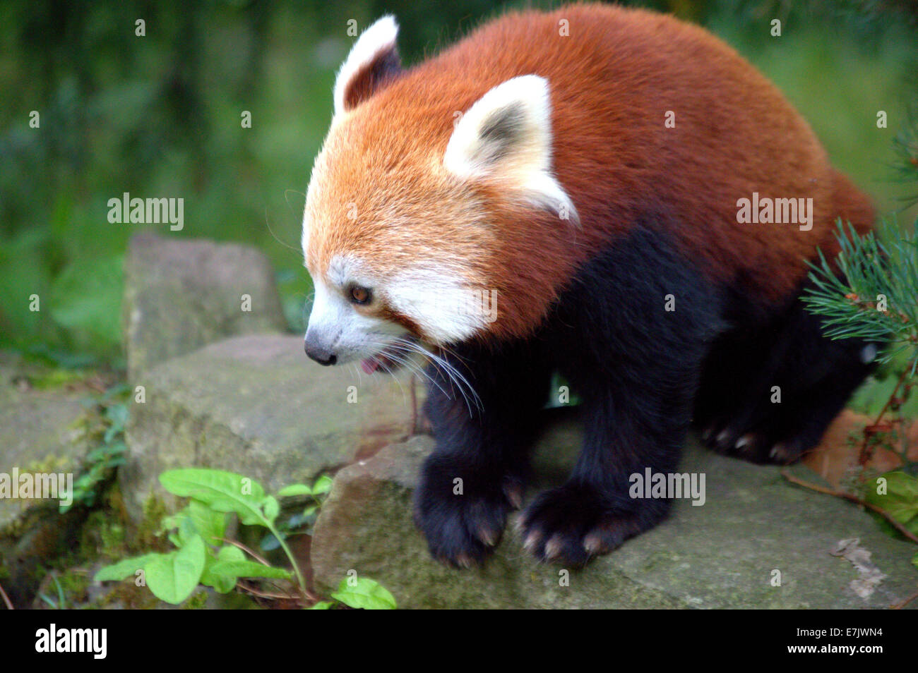 Red Panda on Rock Stock Photo - Alamy