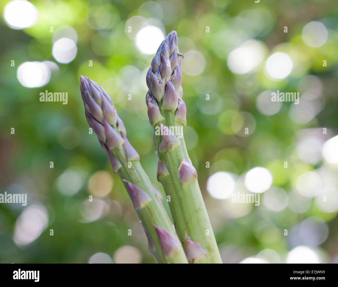 Asparagus officinalis growing hi-res stock photography and images - Alamy