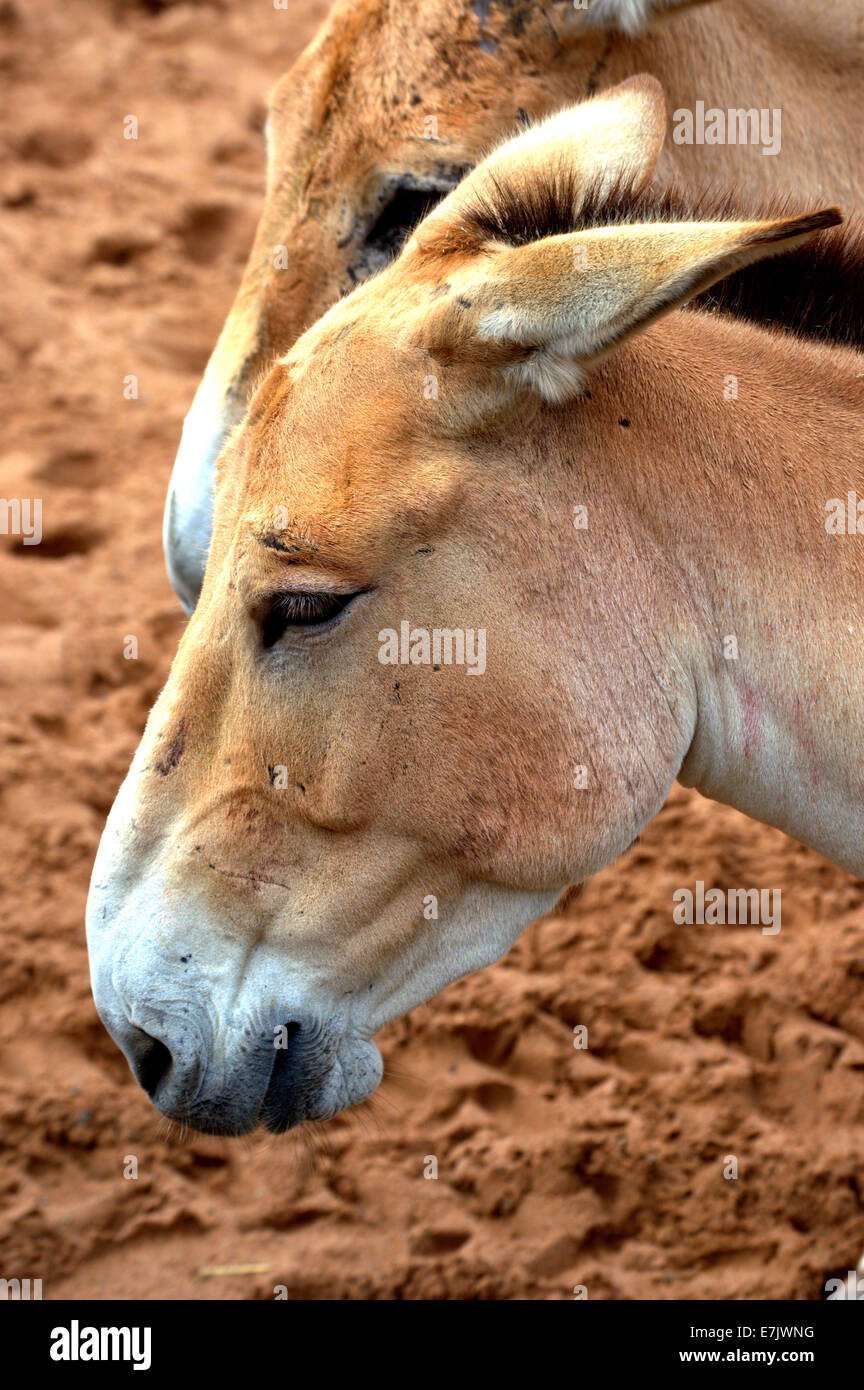 Onager hi-res stock photography and images - Alamy